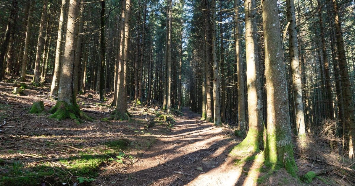 Waldgeheimnisse in Hohenems | Stadtmarketing Hohenems